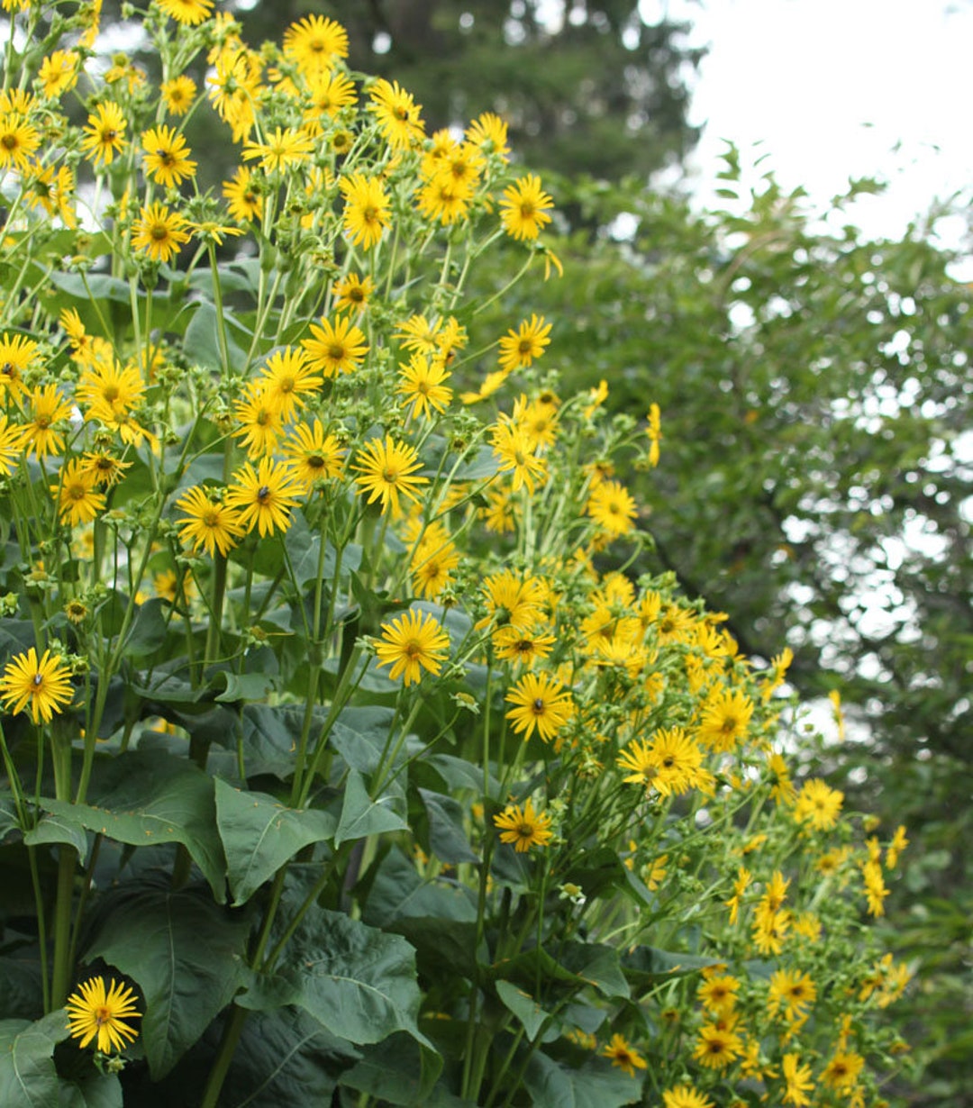 Cup Plant Seeds, Huge Native Wildflowers, Silphium Perfoliatum SI5025 ...