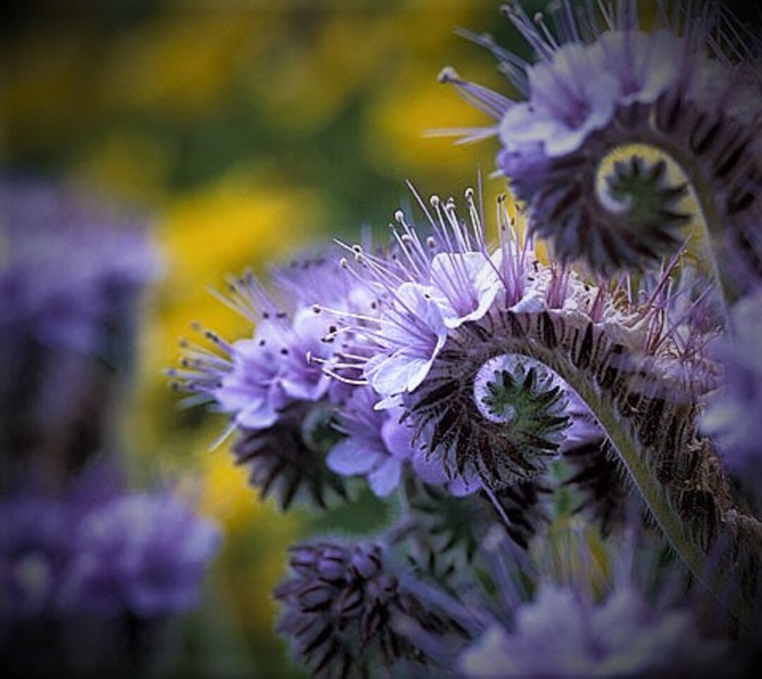 Bulk Best Find Lacy Phacelia Seeds PC011C - Etsy