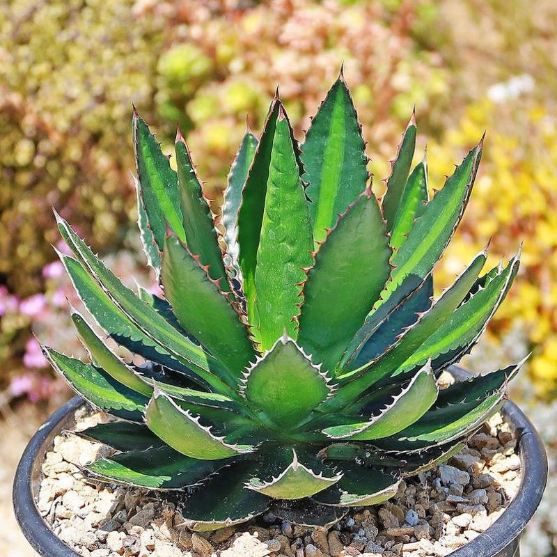Agave Seeds - Etsy
