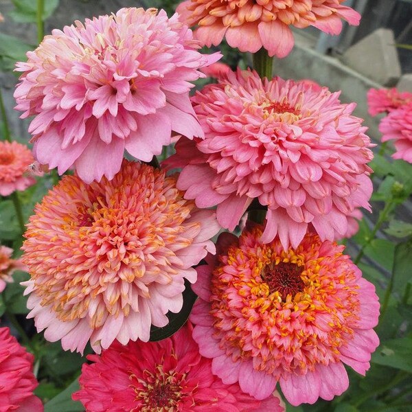 Rare Zinnia Seeds - Etsy