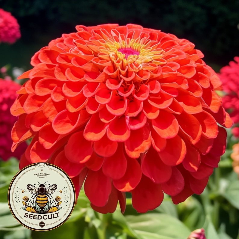 Benarys Giant Orange Zinnia Seeds, Largest Giant Zinnias, Zinnia ...