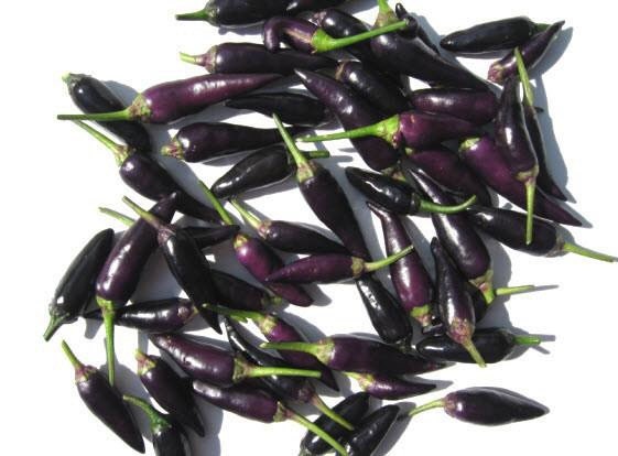 Organic Purple Cayenne Pepper Seeds Hot Peppers | Etsy