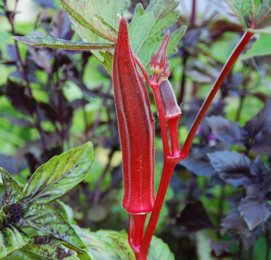 Jing Orange Okra Seeds, Jing Abelmoschus Esculentus AB0630 - Etsy