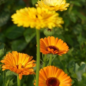 Bulk Pacific Beauty Calendula Seeds, Calendula Officianalis CL4350 - Etsy