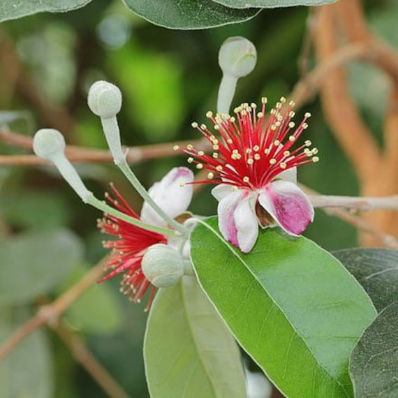 Outdoor & Gardening 10 Pineapple Guava Seeds Small Fruit Tree ...