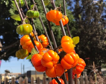 Pumpkin on A Stick Seeds Ornamental Pumpkin Eggplant Tree Heirloom USA ...