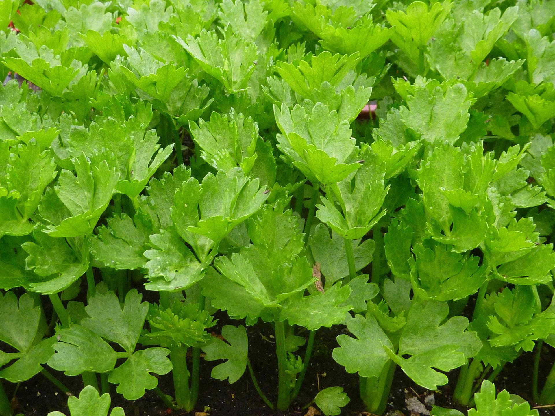 3000 Bulk Tall Utah Celery Seeds, Heirloom AP013M - Etsy