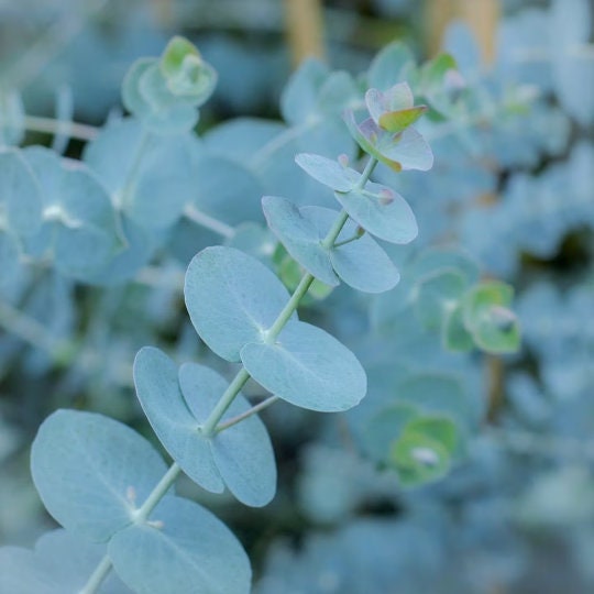 Dwarf Eucalyptus Baby Blue