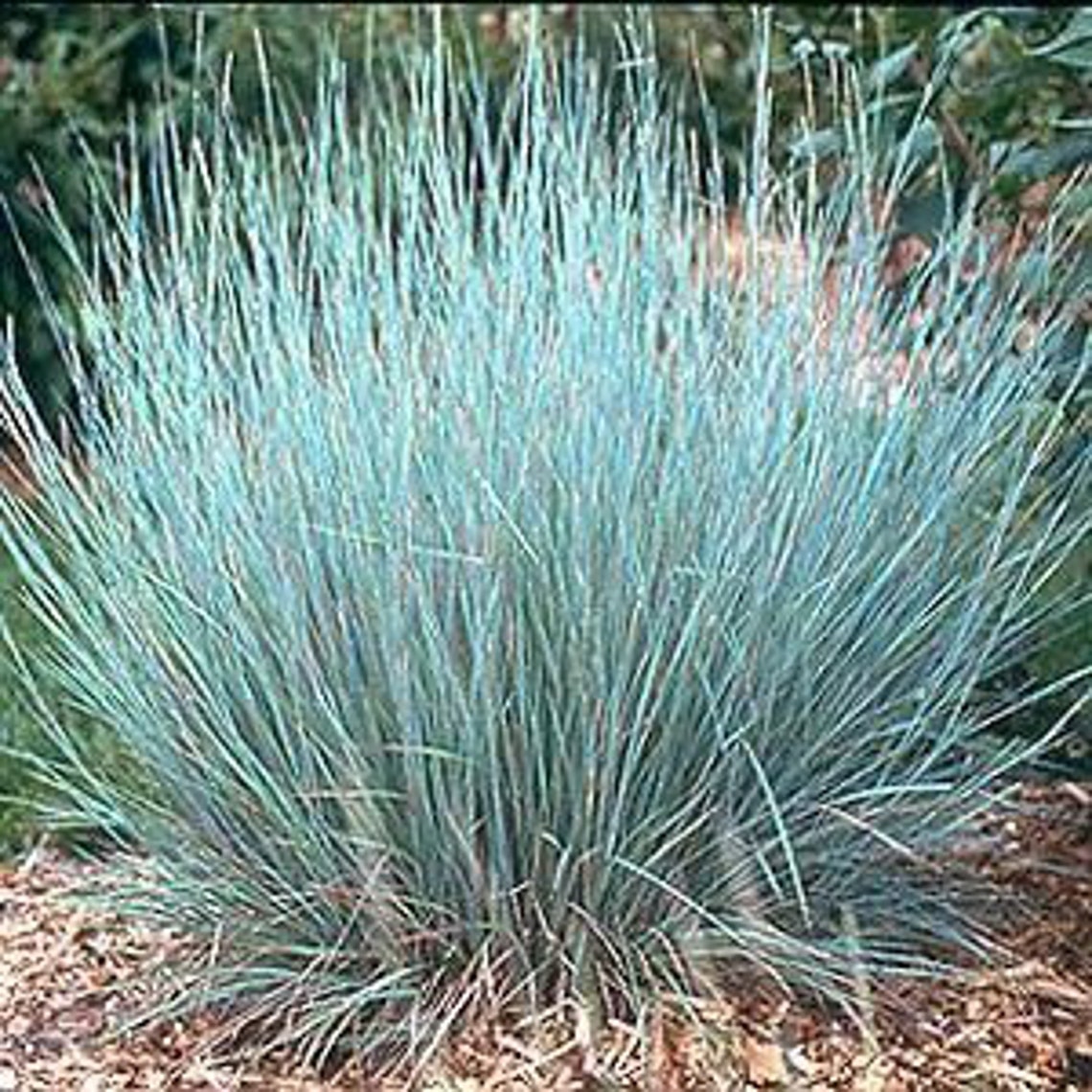 1000 Little Blue Stem Grass Seeds Schizachyrium Scoparium | Etsy