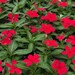 NEW Victory Red Vinca Seeds, Periwinkle, Catharanthus Roseus VN0925 - Etsy