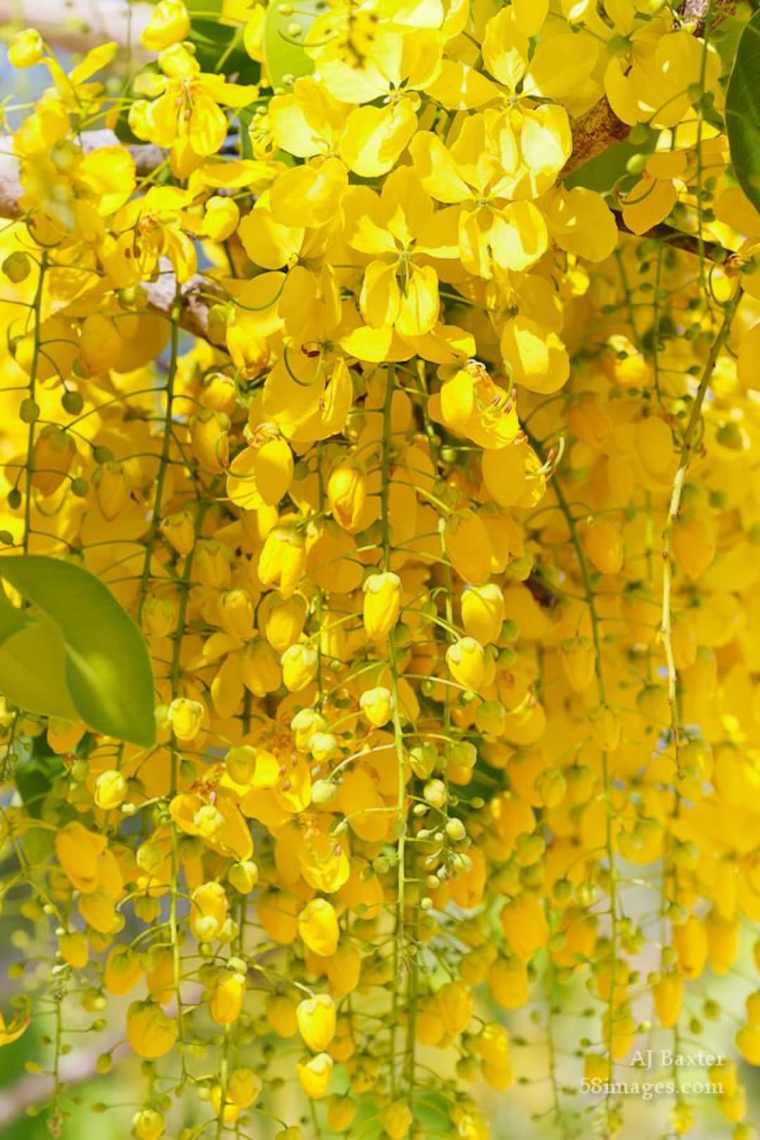 10 Golden Shower Tree Seeds, Cassia Fistula, 10 Seeds, CA6010 - Etsy