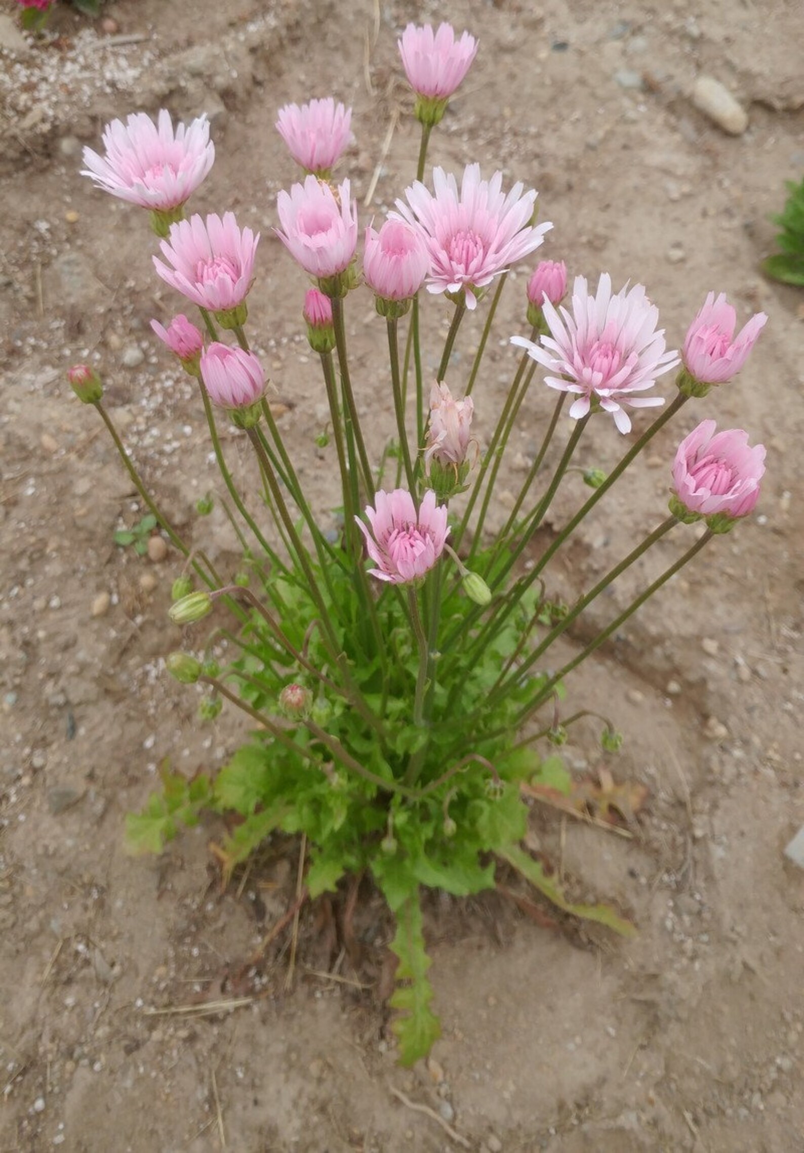 20 Rare Pink 'dandelion' Rose Maiden Hawksbeard - Etsy