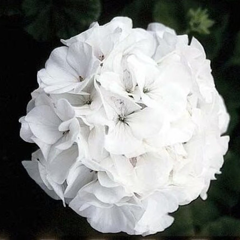 White Geraniums - Etsy