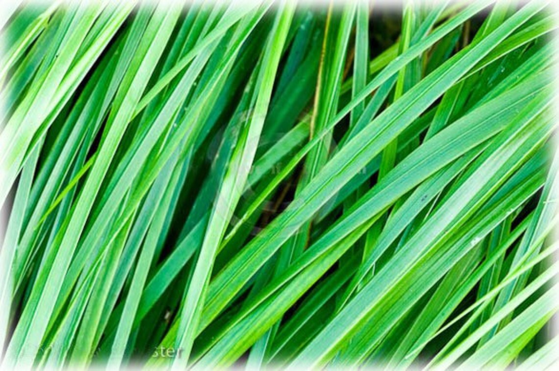 Large Premium Sweetgrass Braid, ONE Hierochloe Orodata, Vanilla Grass ...