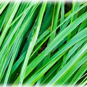 Large Premium Sweetgrass Braid, ONE Hierochloe Orodata, Vanilla Grass ...