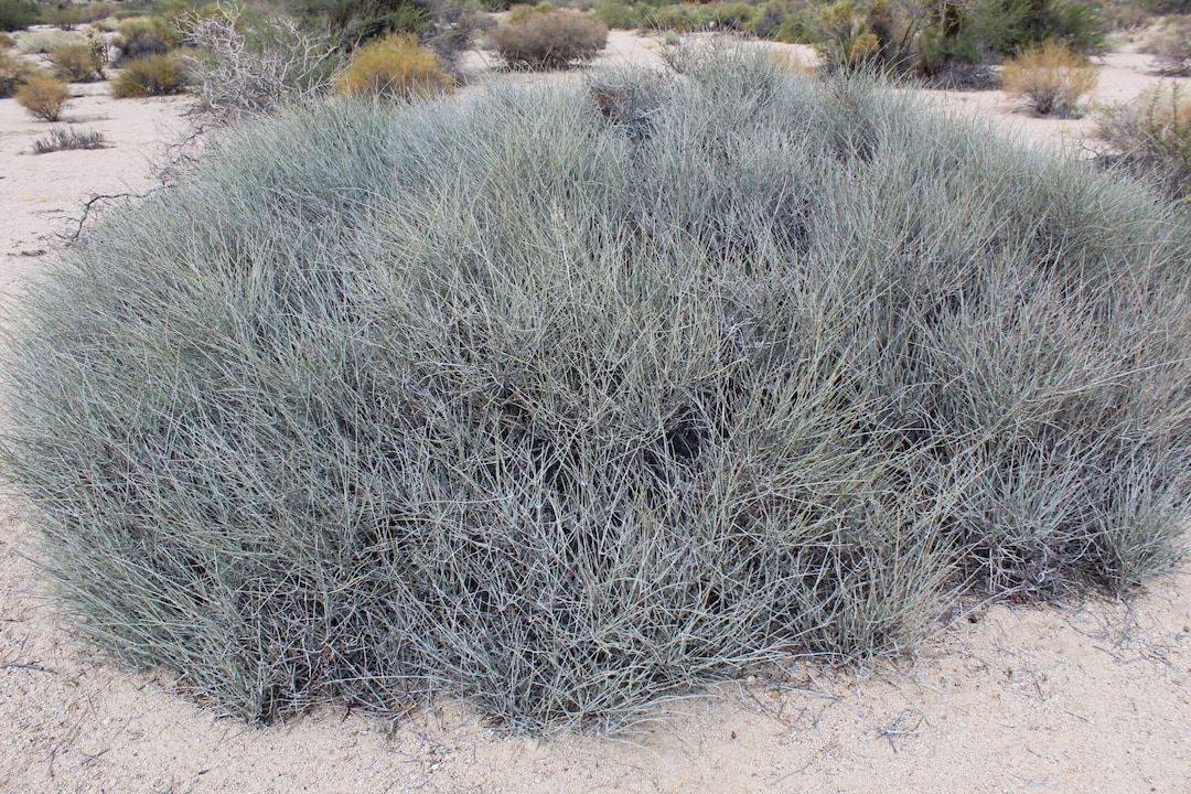 Nevada Mormon Tea Seeds, Medicinal Mountain Tea, E. Nevadensis EP0220 ...