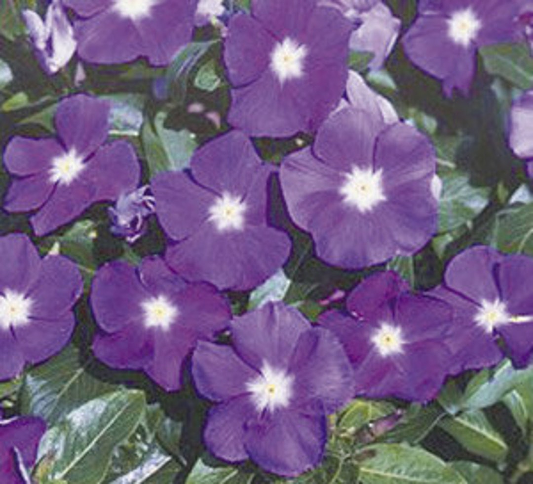 NEW Victory Blue Vinca Seeds, Periwinkle, Catharanthus Roseus VN1125 - Etsy