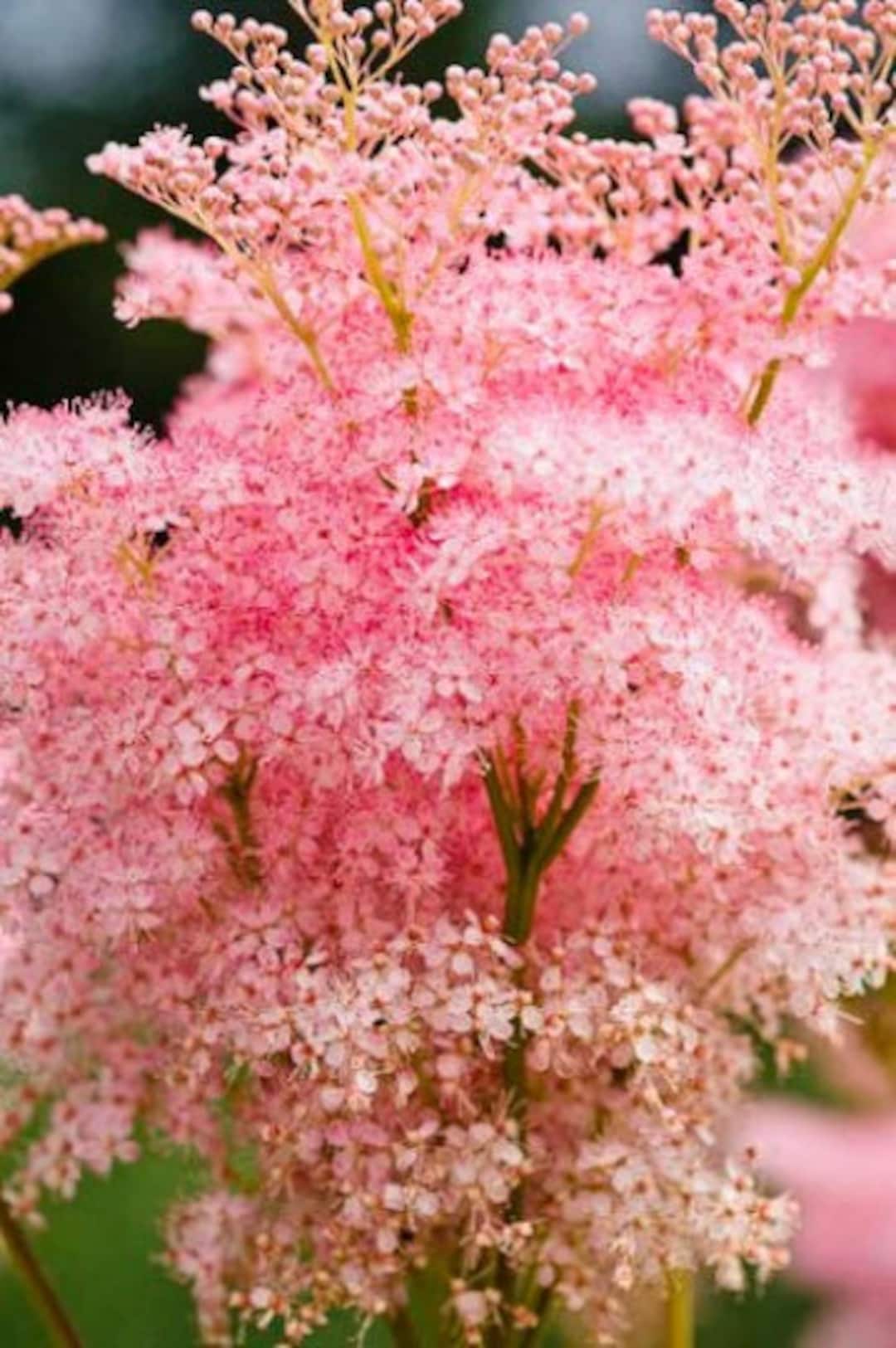 Queen of the Prairie Seeds, Filipendula Rubra FI0125 - Etsy