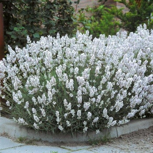 Snow Lavender Seeds, Lavandula Augustifolia Ellegance Snow, Ice LA0420 ...