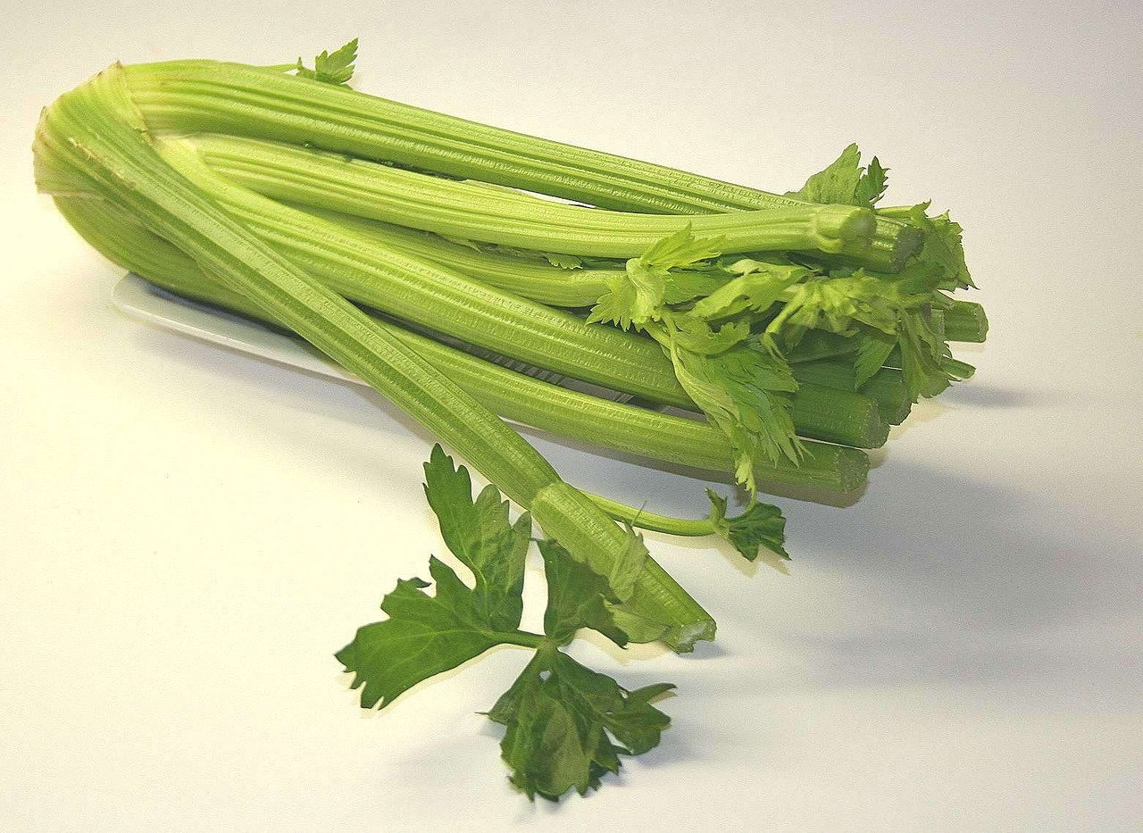 3000 Bulk Tall Utah Celery Seeds, Heirloom AP013M - Etsy