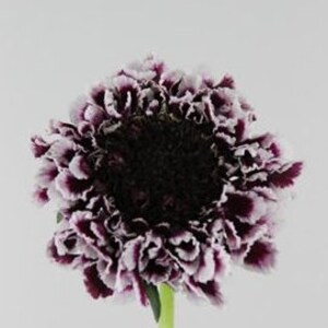 Picotee Scabiosa Seeds, Scabiosa Atropurpurea, Ombre, Color Gradient ...