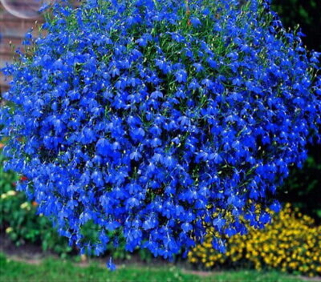 Bulk Trailing Blue Carpet Lobelia Seeds, Erinus Lobelia, Ground Cover ...