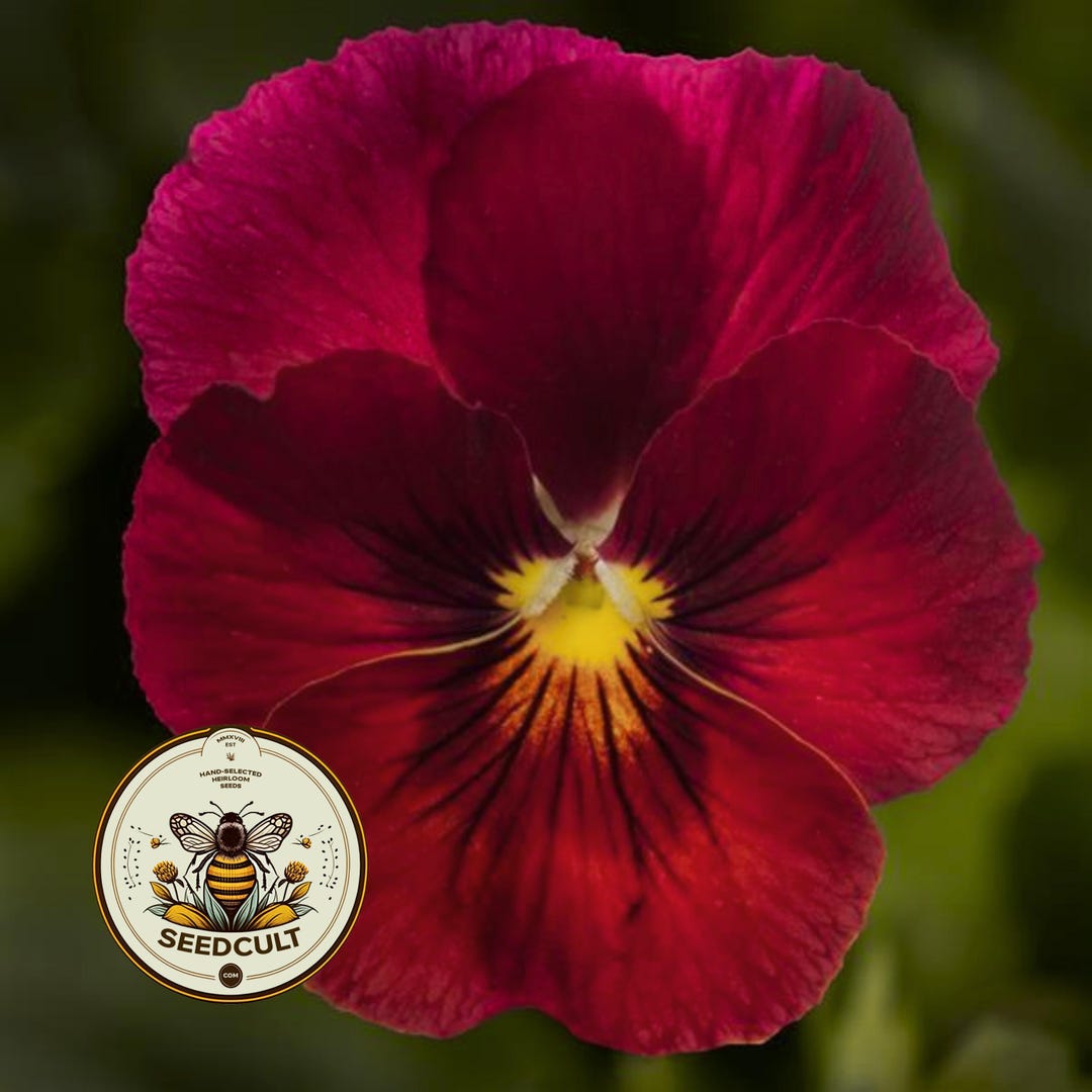 NEW! Penny Pro Red Viola, Viola Cornuta, VL4425 - Etsy
