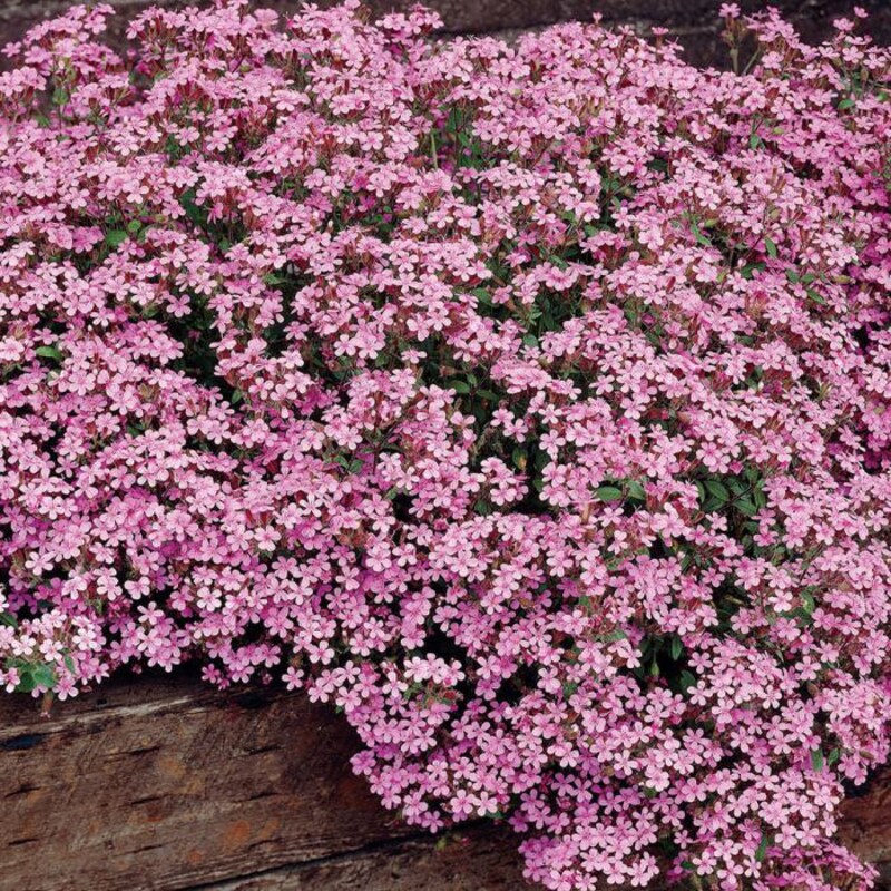 Drought Tolerant - Etsy