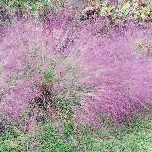 Purple Love Grass - Etsy