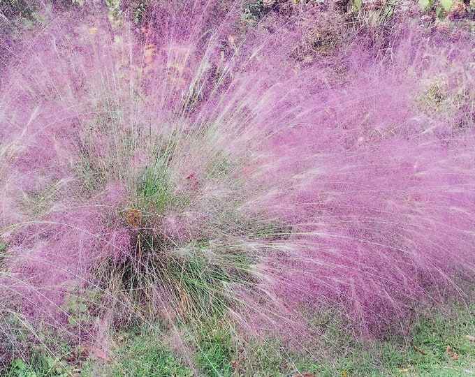 Bulk Purple Love Grass Seeds, Eragrostis Spectabilis ER405C - Etsy