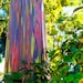 50 Rainbow Eucalyptus Tree Seeds Eucalyptus Deglupta EU0350 - Etsy