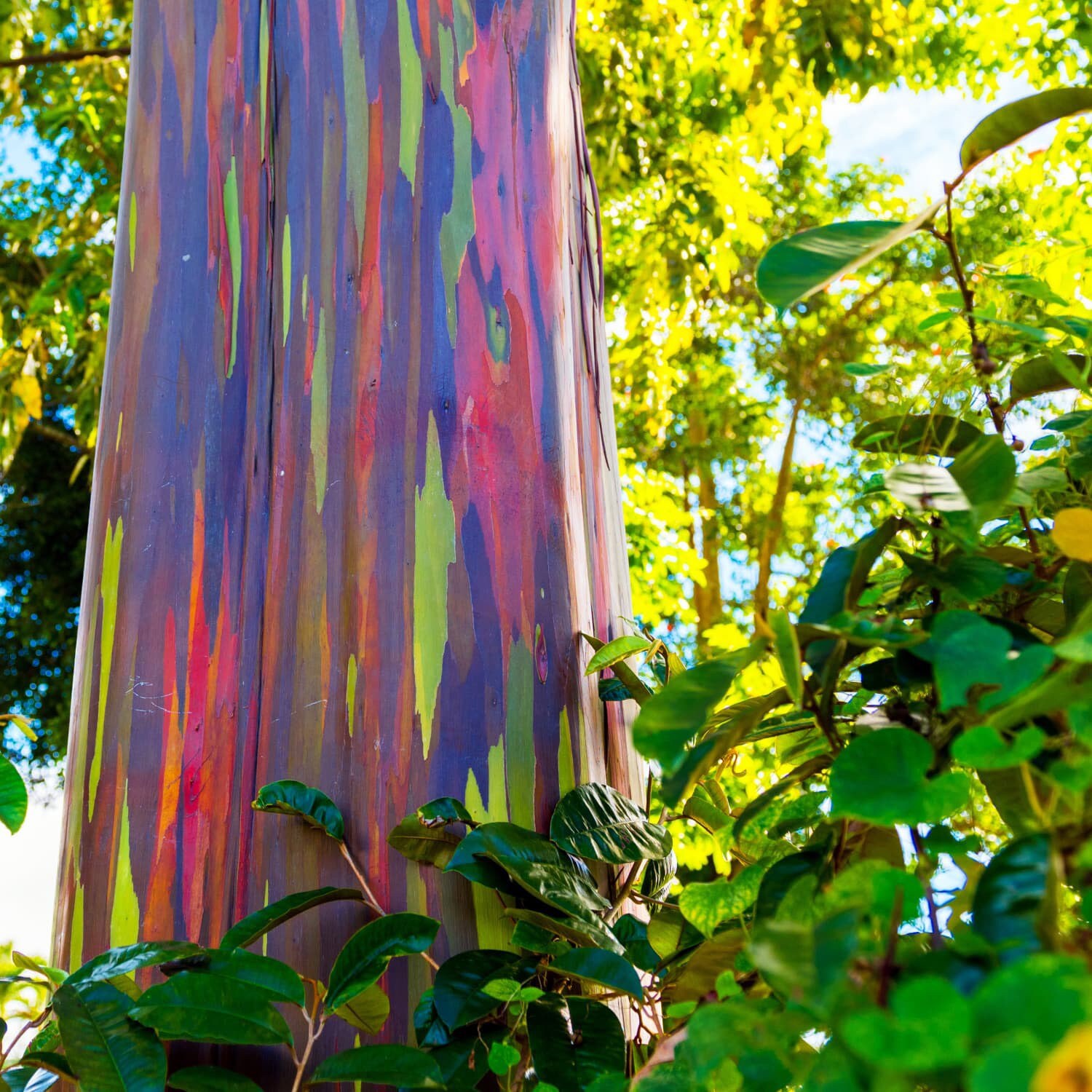 50 Rainbow Eucalyptus Tree Seeds Eucalyptus Deglupta - Etsy