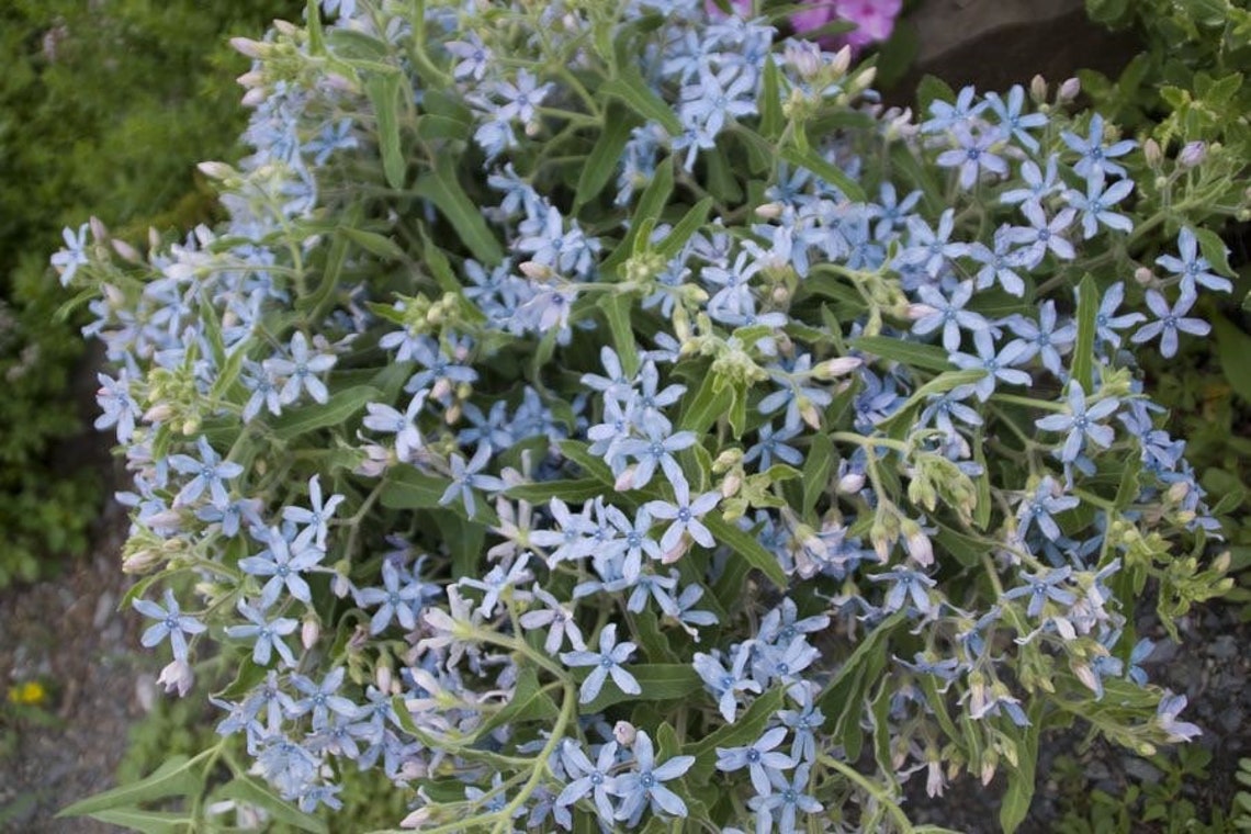 Blue Milkweed Seeds Heavenly Blue Tweedia Caerulea | Etsy
