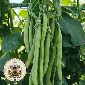 NEW! 1500 Year Old Cave Bean Seeds, Ancient Beans, Phaseolus Vulgaris ...