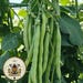 NEW! 1500 Year Old Cave Bean Seeds, Ancient Beans, Phaseolus Vulgaris ...