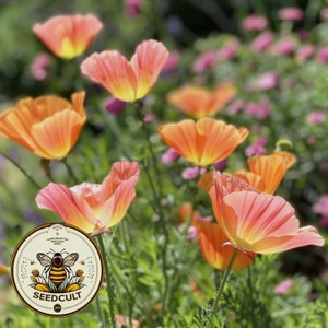 Apricot Chiffon California Poppy Seeds, Thai Silk Eschscholzia ...