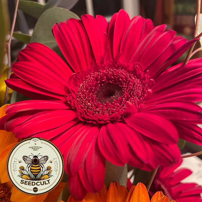 Dark Red Live Flower - Etsy