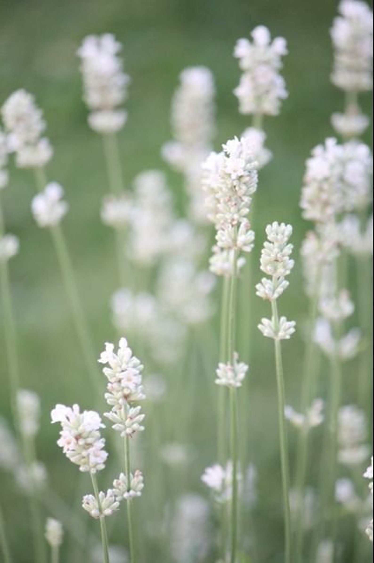 Snow Lavender Seeds, Lavandula Augustifolia Ellegance Snow, Ice LA0420 ...
