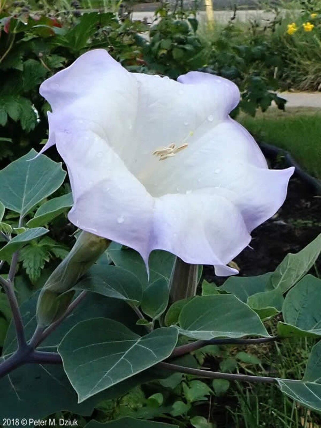 Sacred Fragrant Moon Flower, Datura Wrightii DA0310 - Etsy
