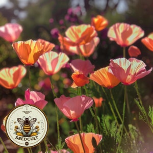 Apricot Chiffon California Poppy Seeds, Thai Silk Eschscholzia ...