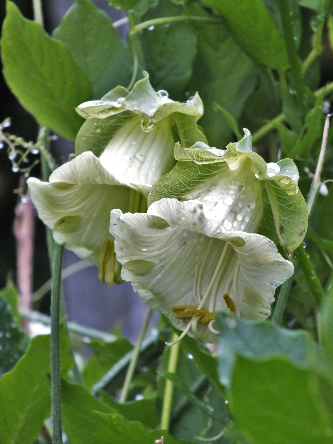 White Cup and Saucer Vine Seeds, Cobaea Scandens ‘alba’ CB6020 - Etsy