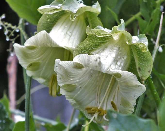 White Cup and Saucer Vine Seeds, Cobaea Scandens ‘alba’ CB6020 - Etsy