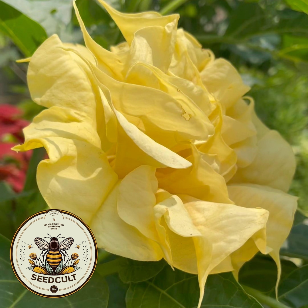 Yellow Devil's Trumpet Flower Seeds, Datura DA0410 - Etsy