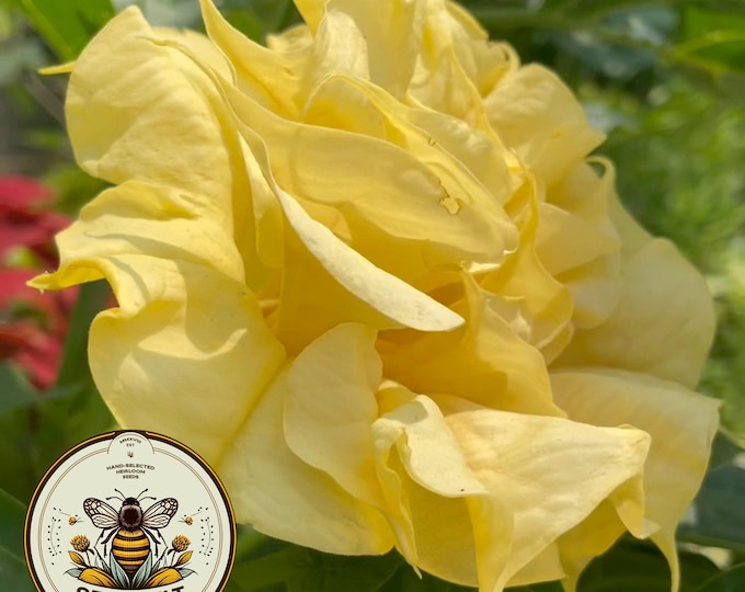 Yellow Devil's Trumpet Flower Seeds, Datura DA0410 - Etsy