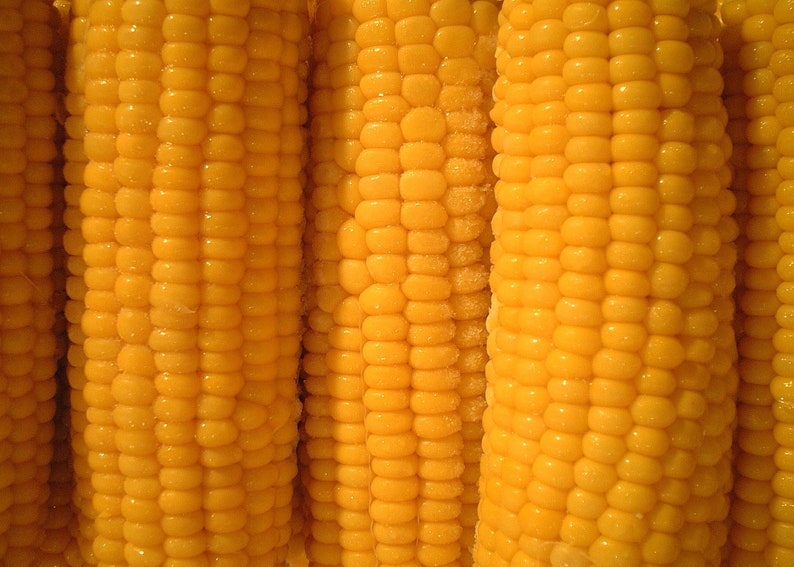 Golden Bantam Corn Seeds, Heirloom, Untreated, Non-gmo, Sweet Yellow ...