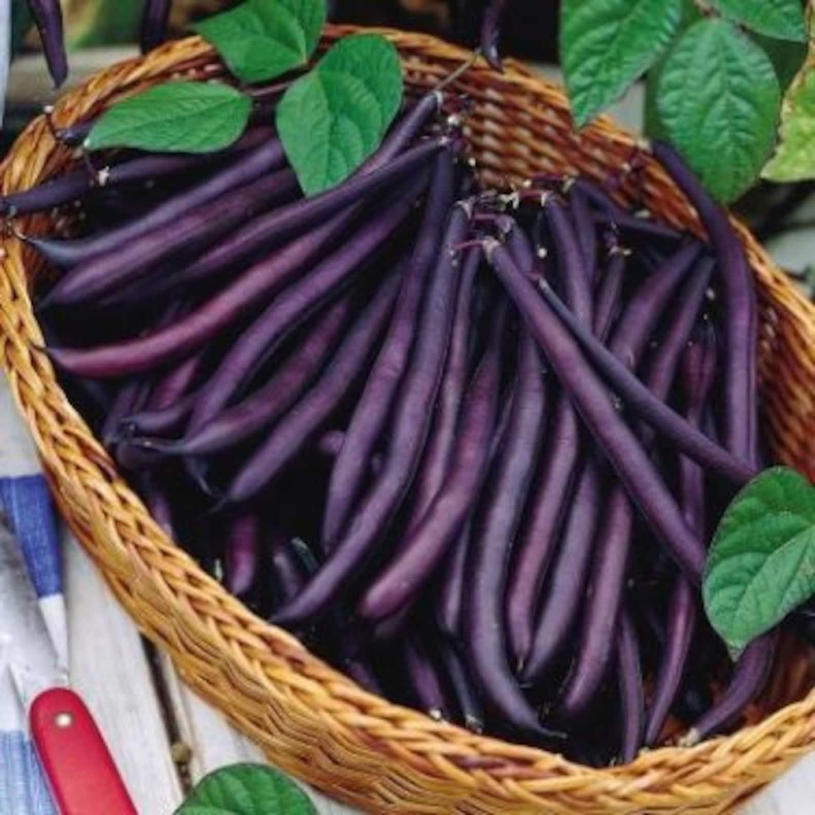 50 Royal Purple Pod Bush Beans, Organic Phaseolus Vulgaris, Royalty ...