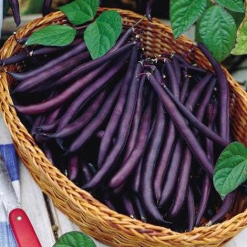 50 Royal Purple Pod Bush Beans, Organic Phaseolus Vulgaris, Royalty ...