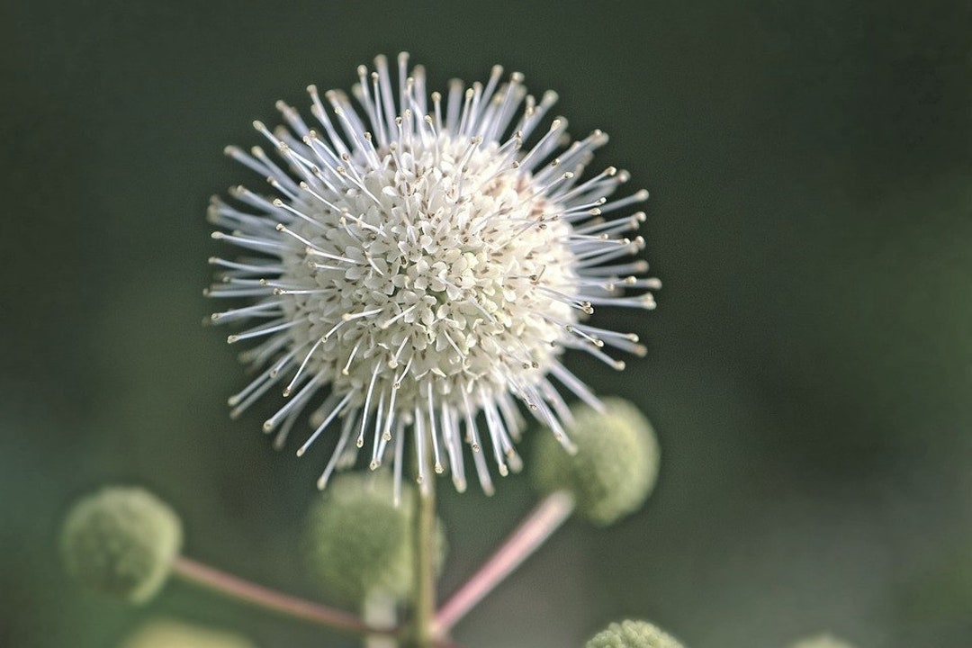 Beneficial US Native Buttonbush Seeds, Honey Bells, Button Willow ...