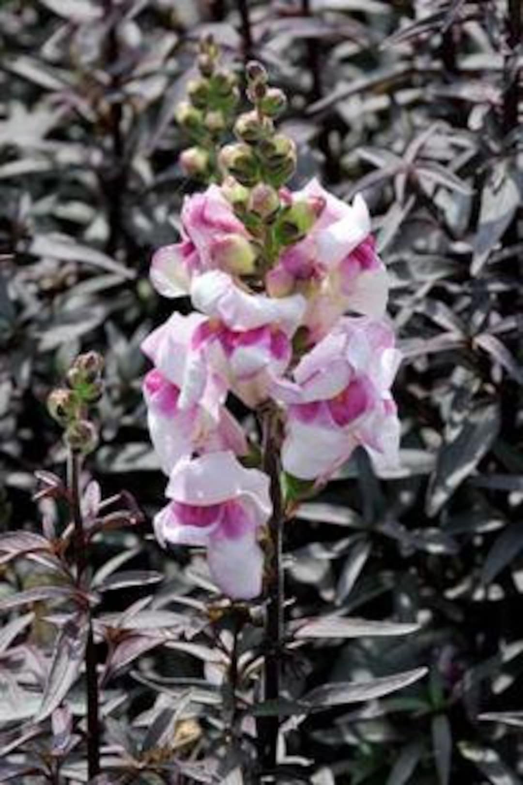 Bronze Dragon Snapdragon Seeds, Black Foliage, Gothic Garden ...
