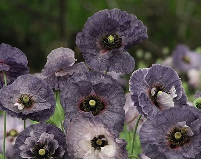 100 Amazing Grey Poppy Flower Seeds - Etsy